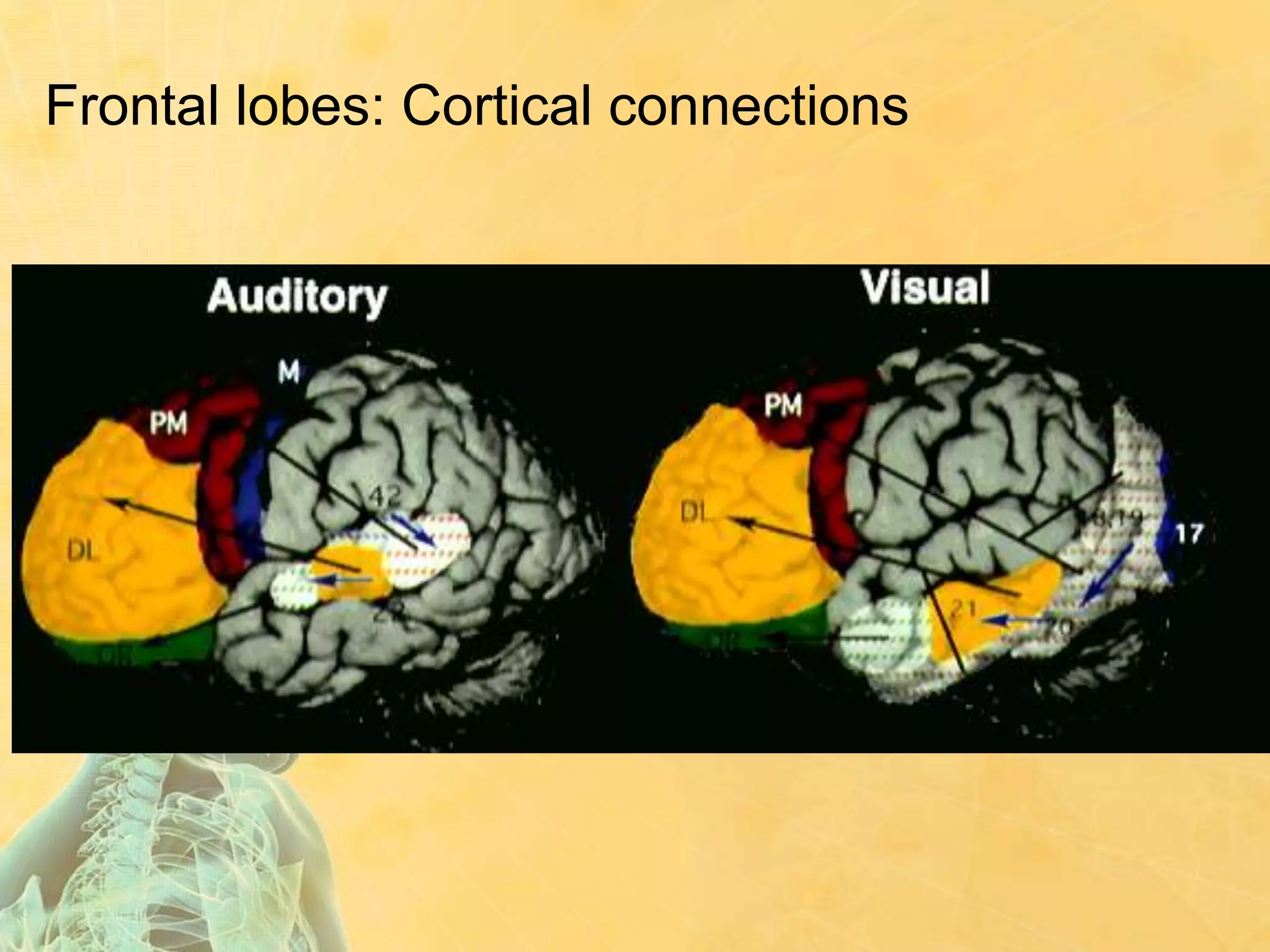 frontal lobe | PPTX