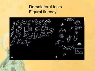 frontal lobe | PPT