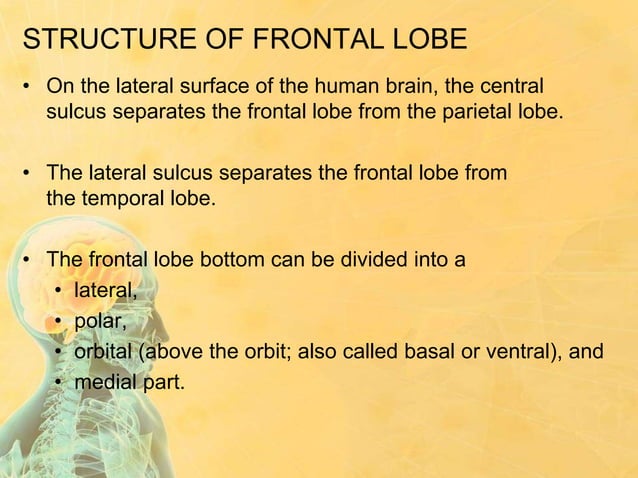 frontal lobe | PPTX
