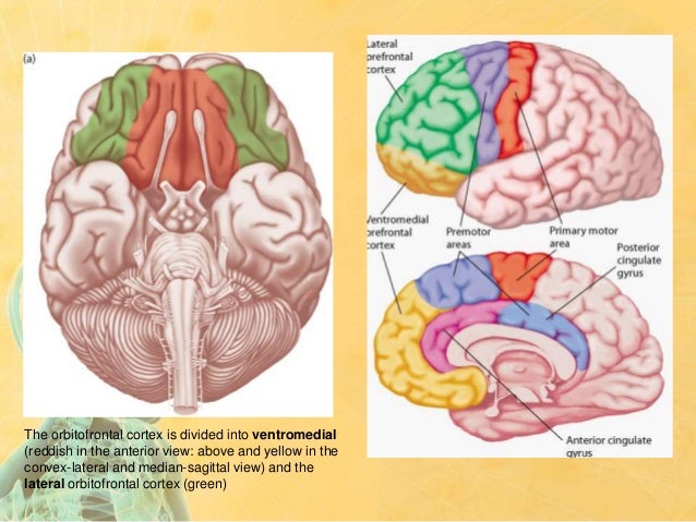 frontal lobe
