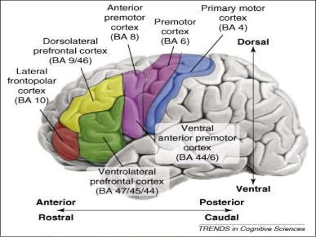 frontal lobe