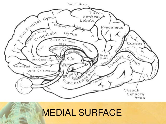 frontal lobe