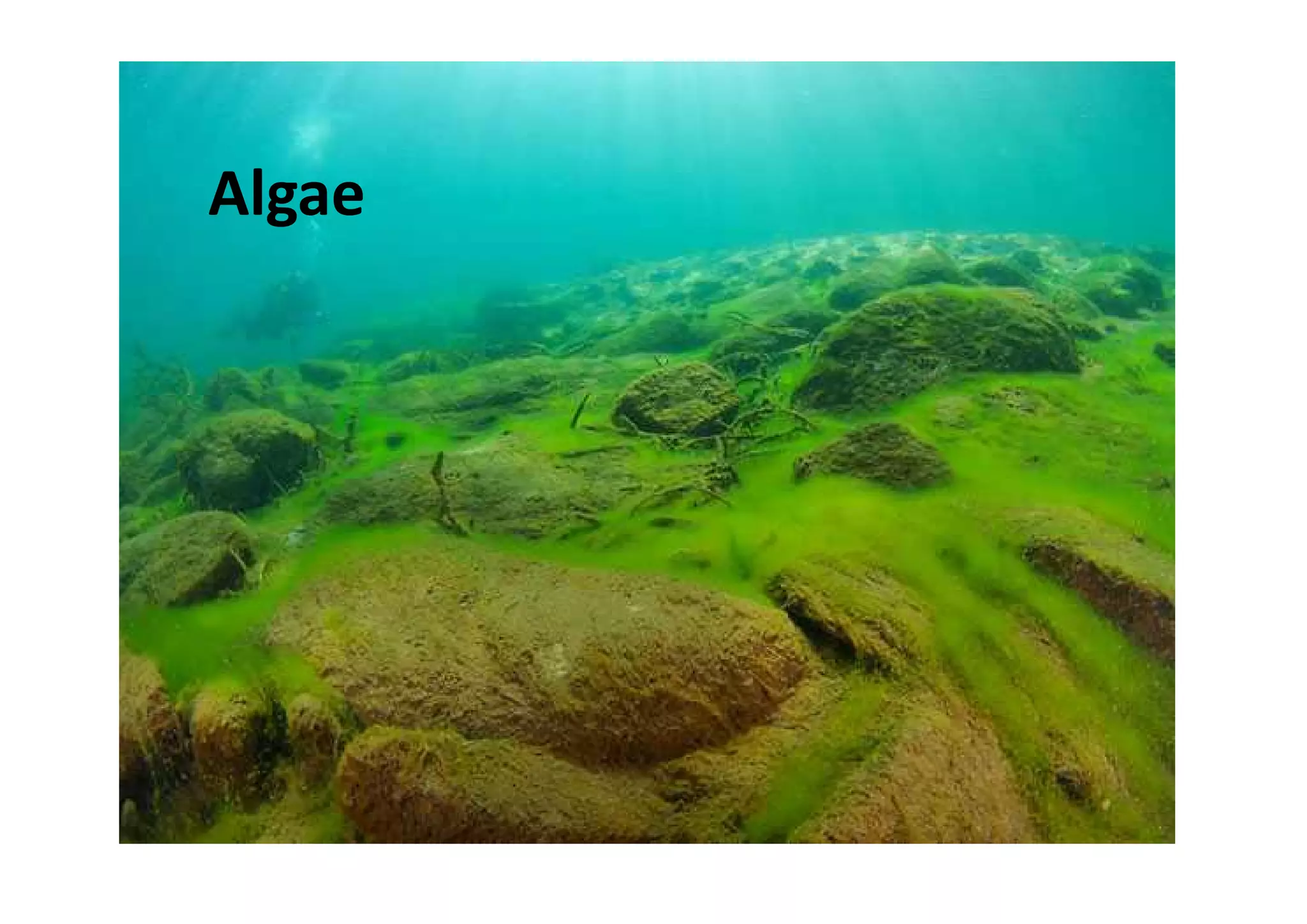 Algae | PDF