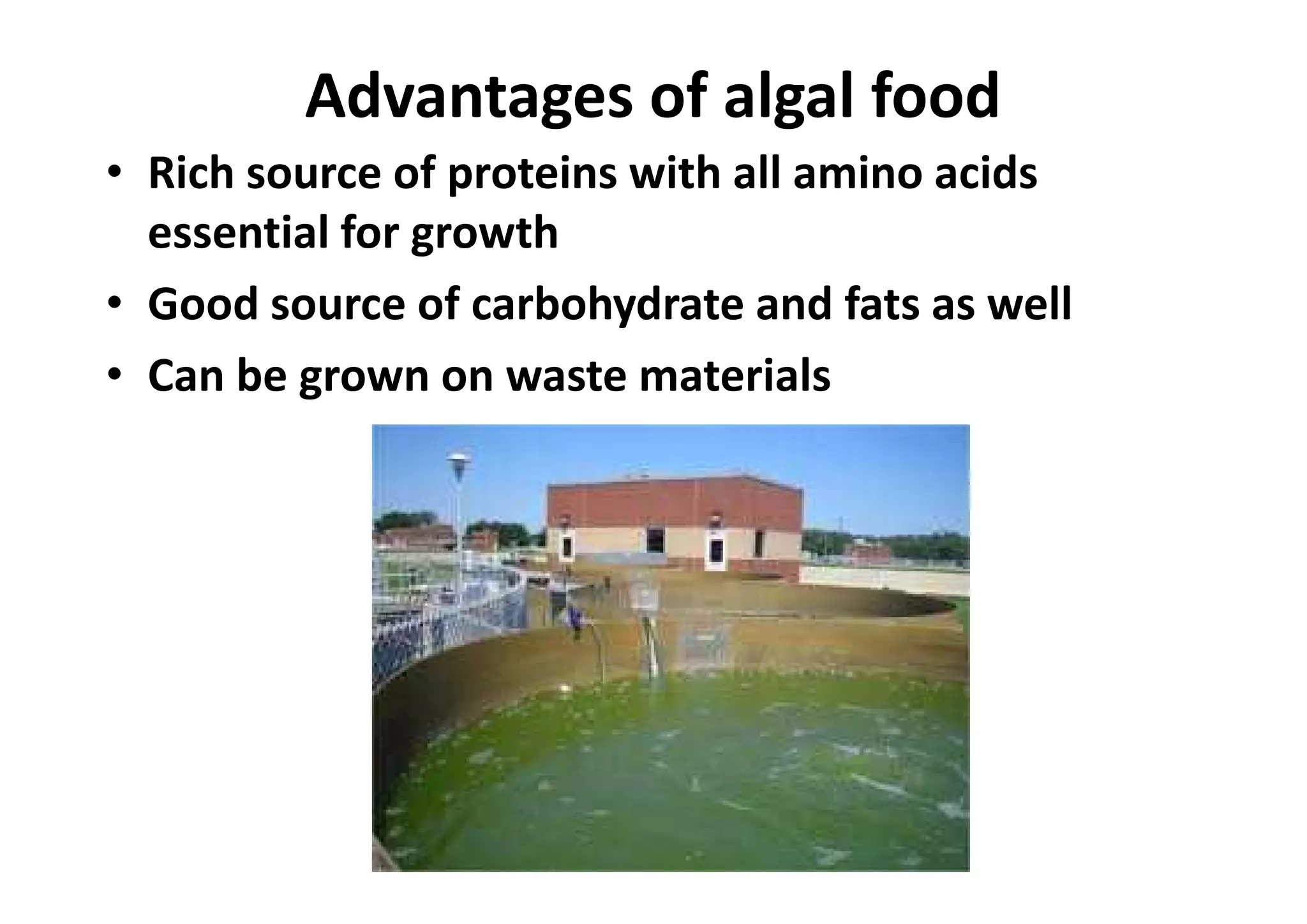 Algae | PDF