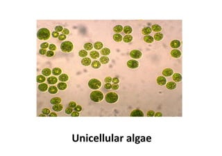 Algae | PDF