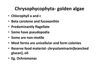 Algae | PDF