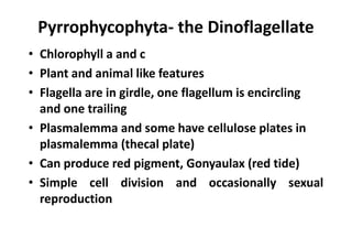 Algae | PDF