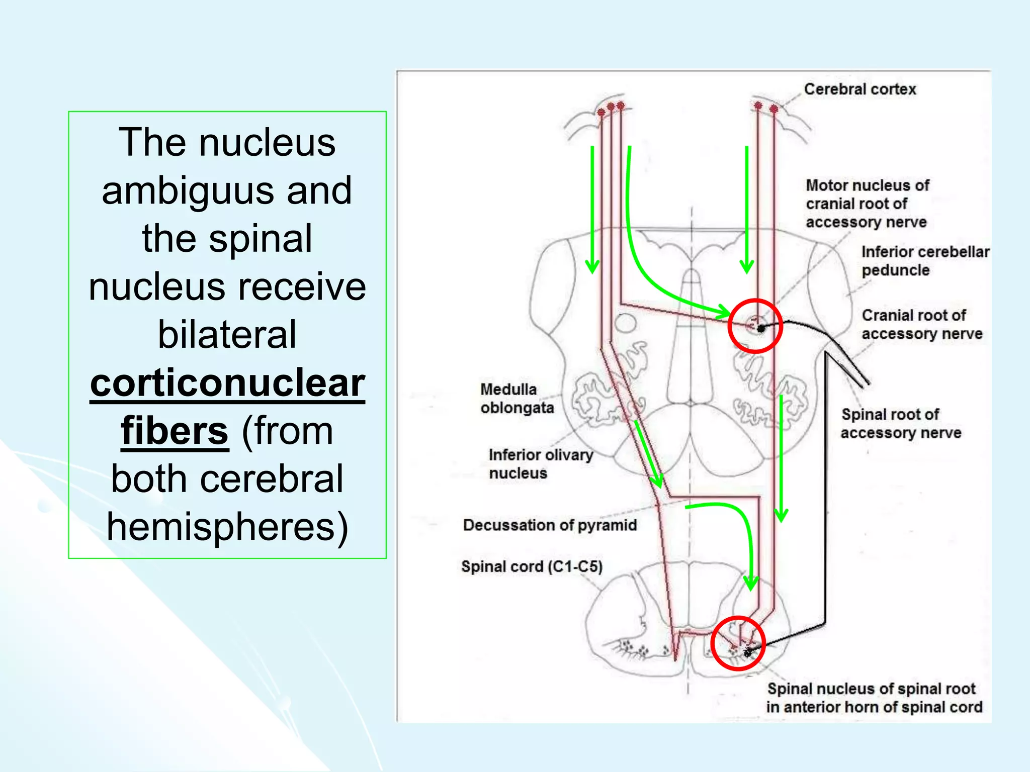 Anatomy of CN XI & XII | PPT