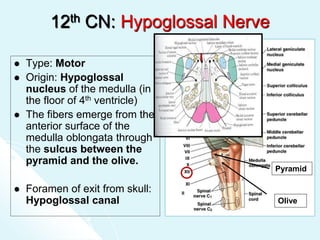 Anatomy of CN XI & XII | PPT | Death, Injury, or Military Conflict ...