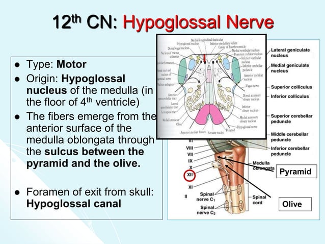 Anatomy of CN XI & XII | PPT