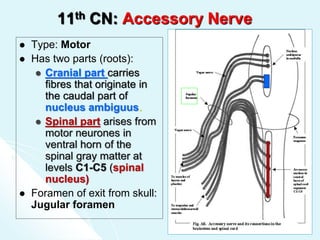 Anatomy of CN XI & XII | PPT | Death, Injury, or Military Conflict ...
