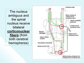 Anatomy of CN XI & XII | PPT