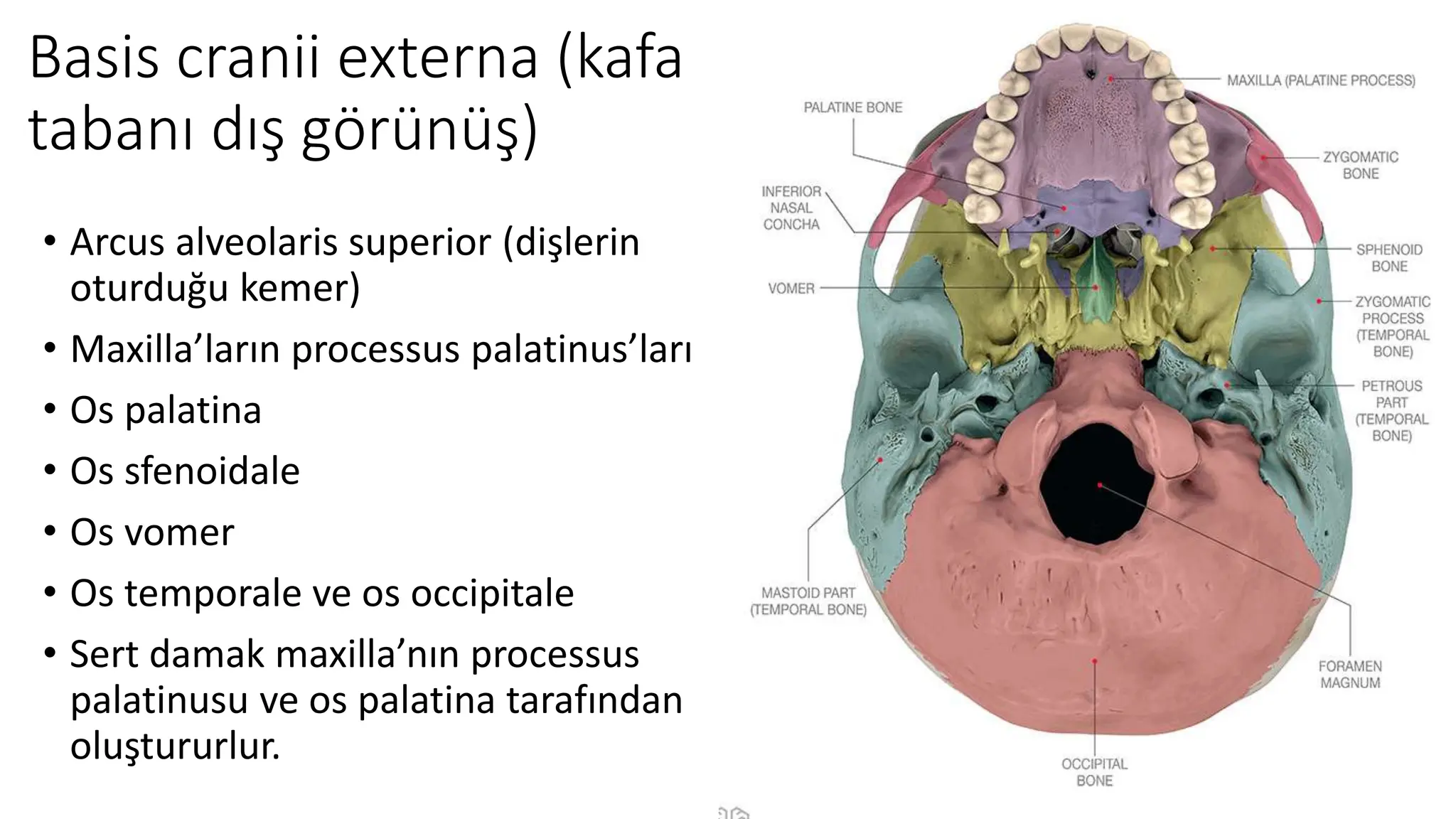 8-baş anatomisi.pptx