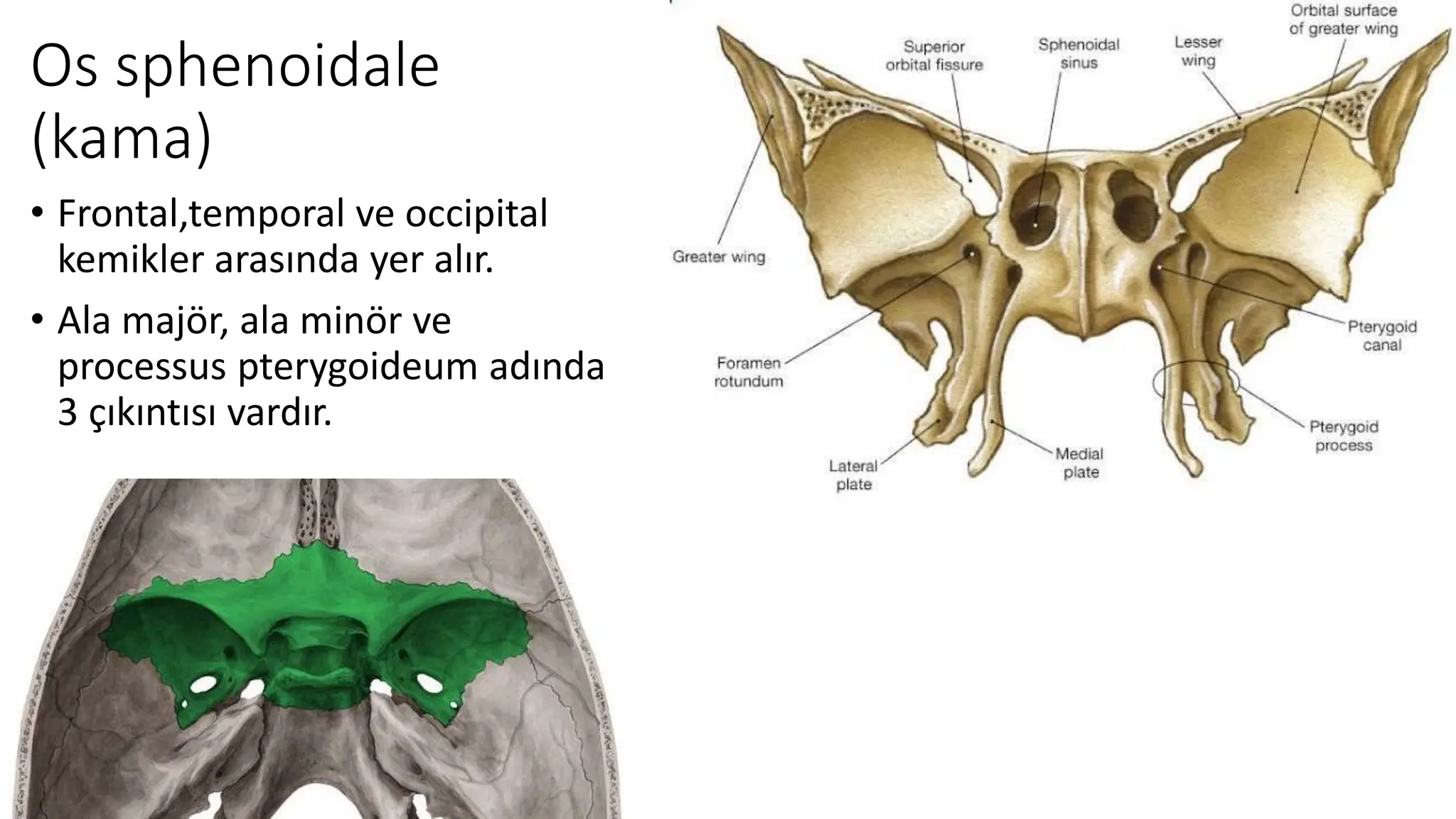 8-baş anatomisi.pptx