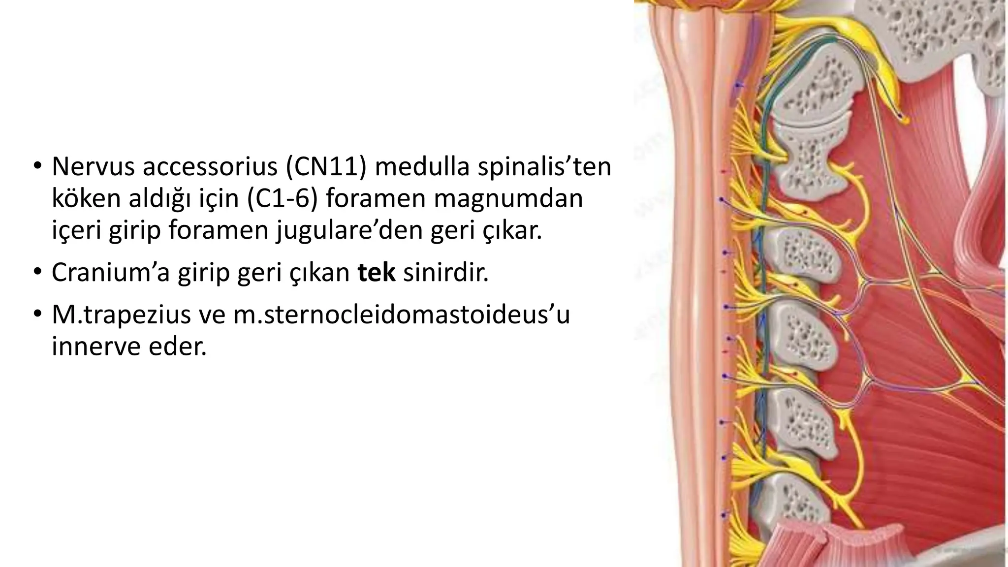 8-baş anatomisi.pptx