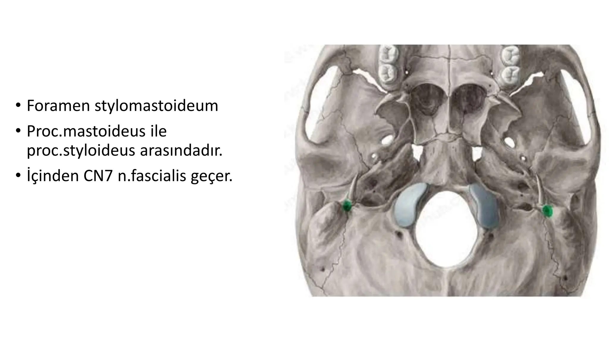 8-baş anatomisi.pptx