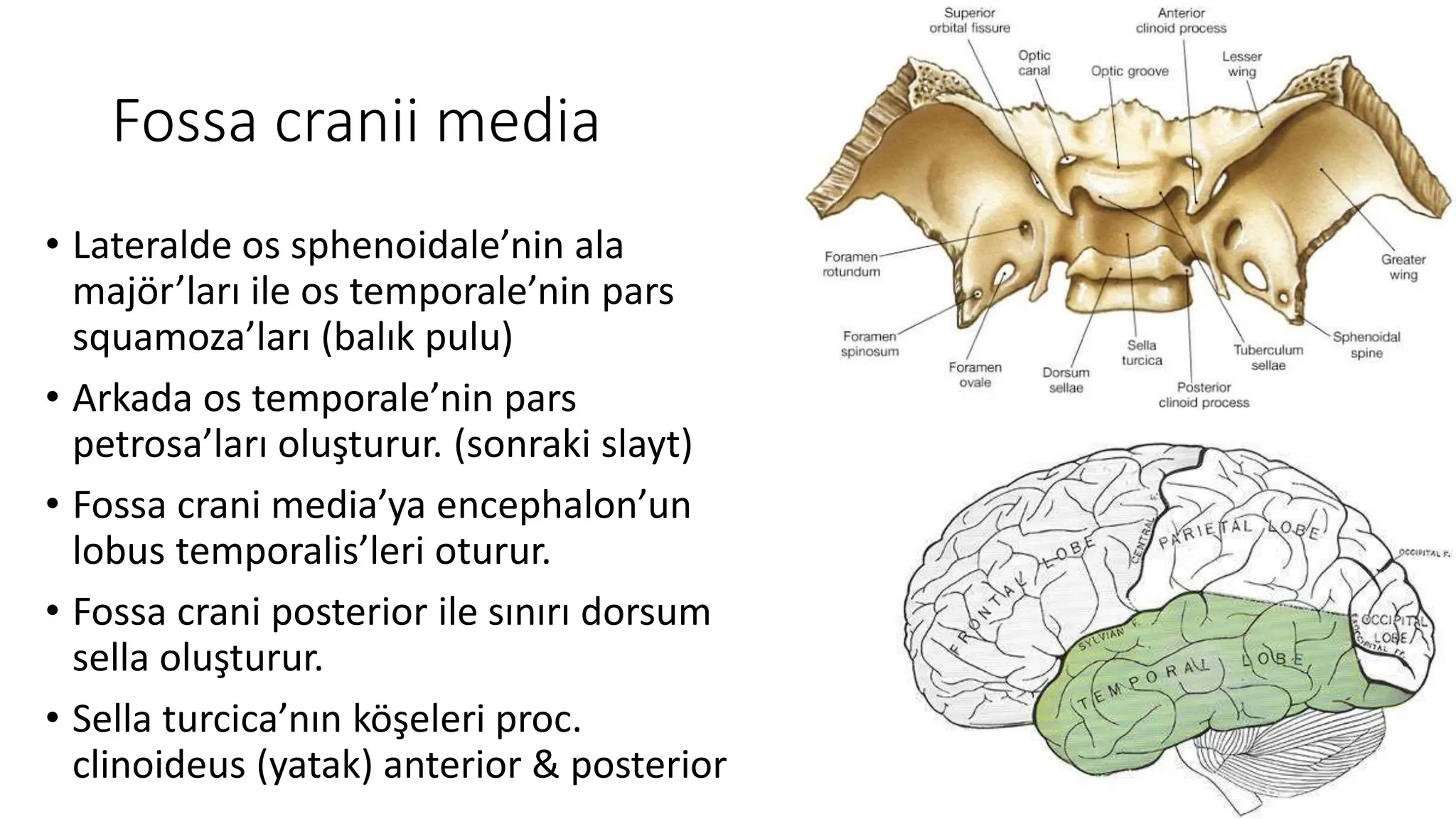 8-baş anatomisi.pptx