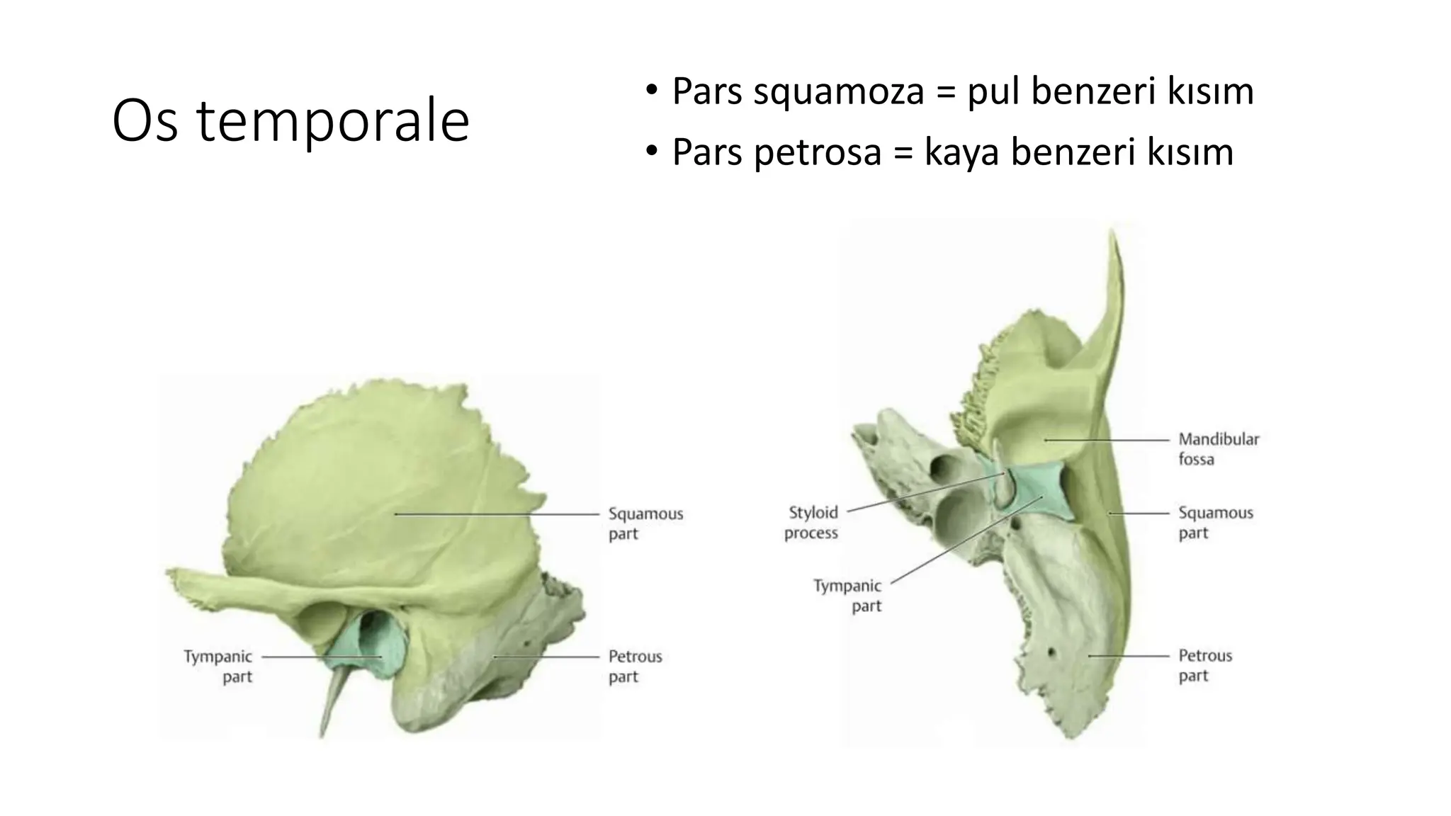 8-baş anatomisi.pptx