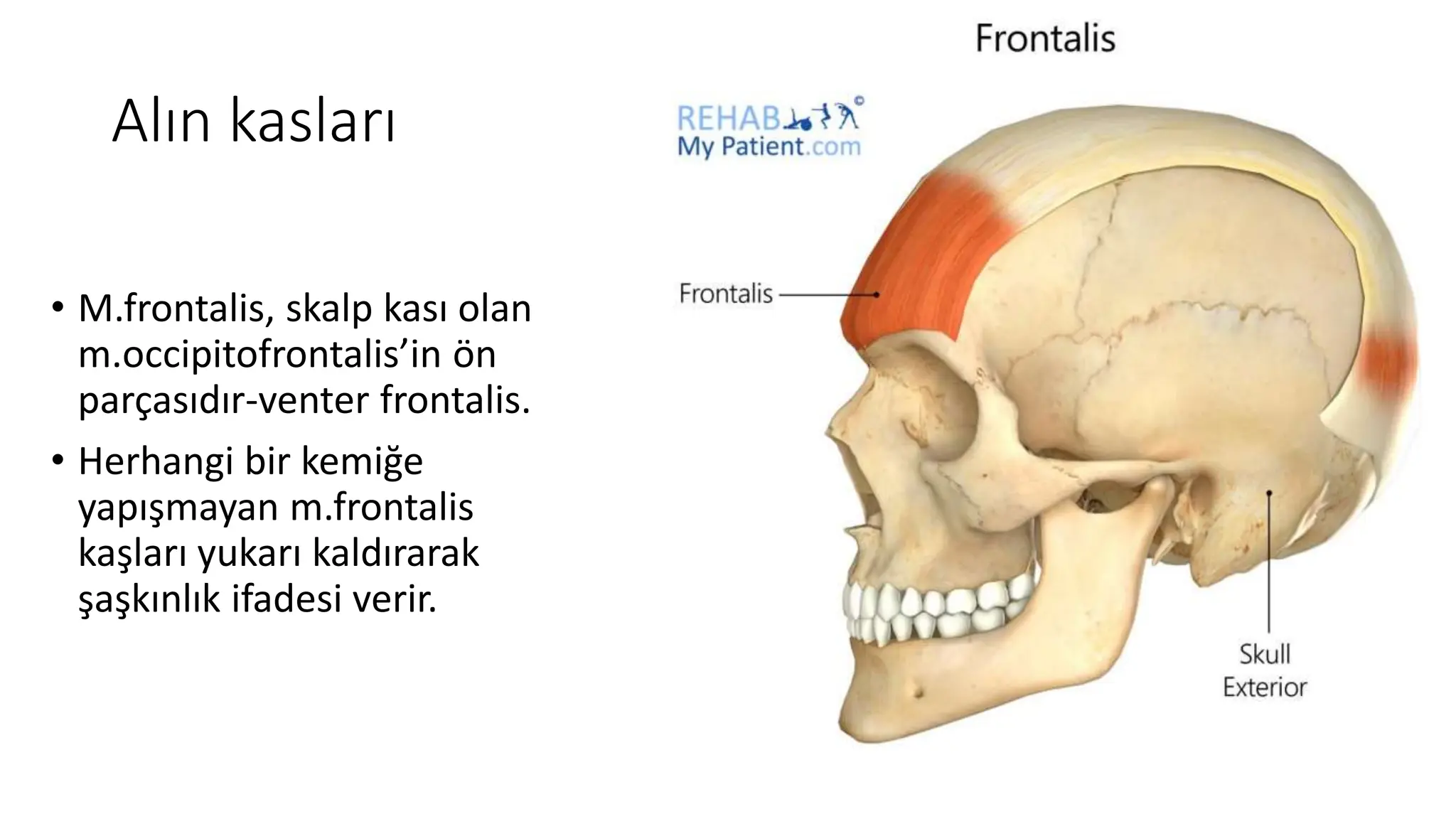 8-baş anatomisi.pptx
