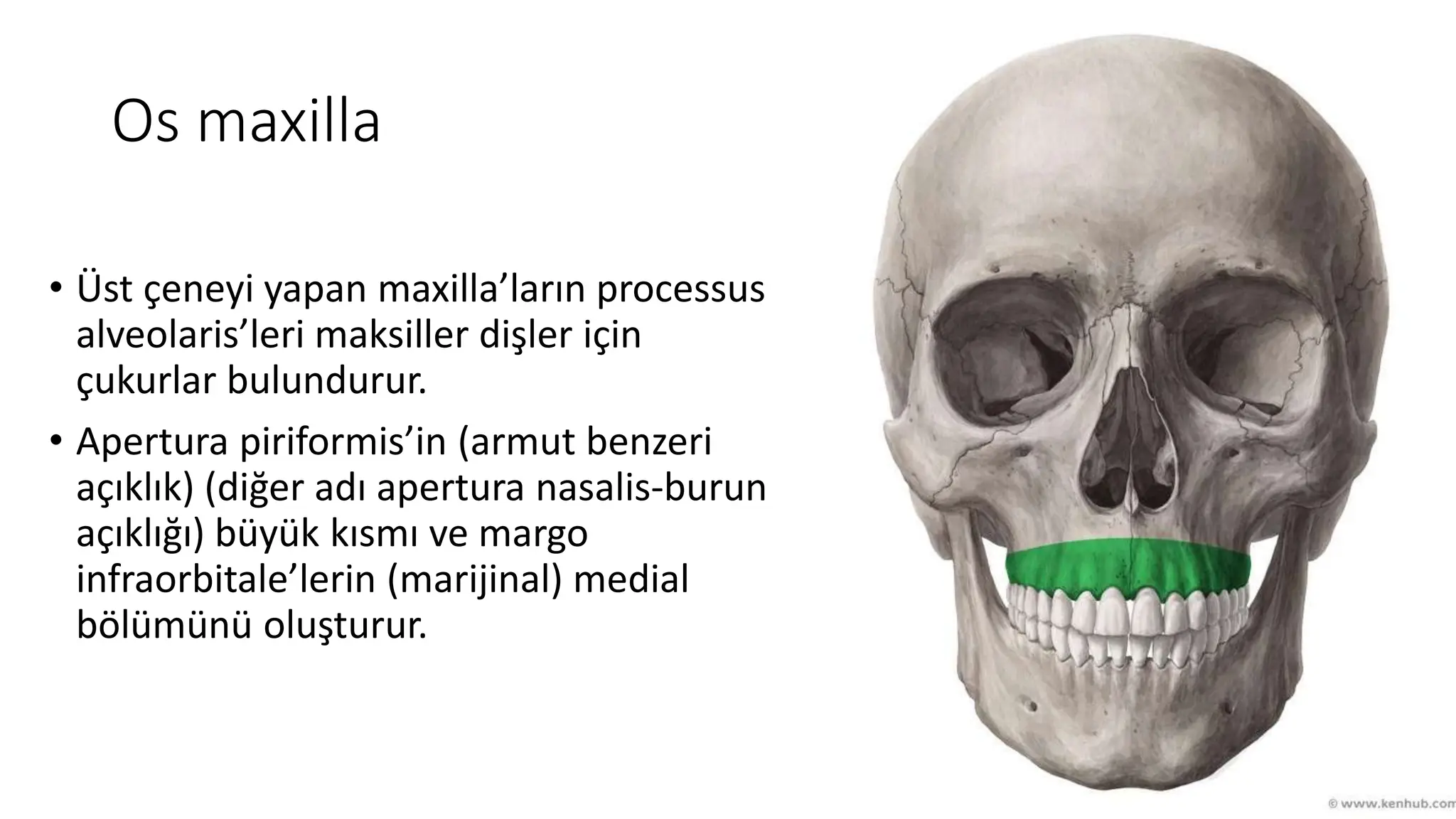 8-baş anatomisi.pptx