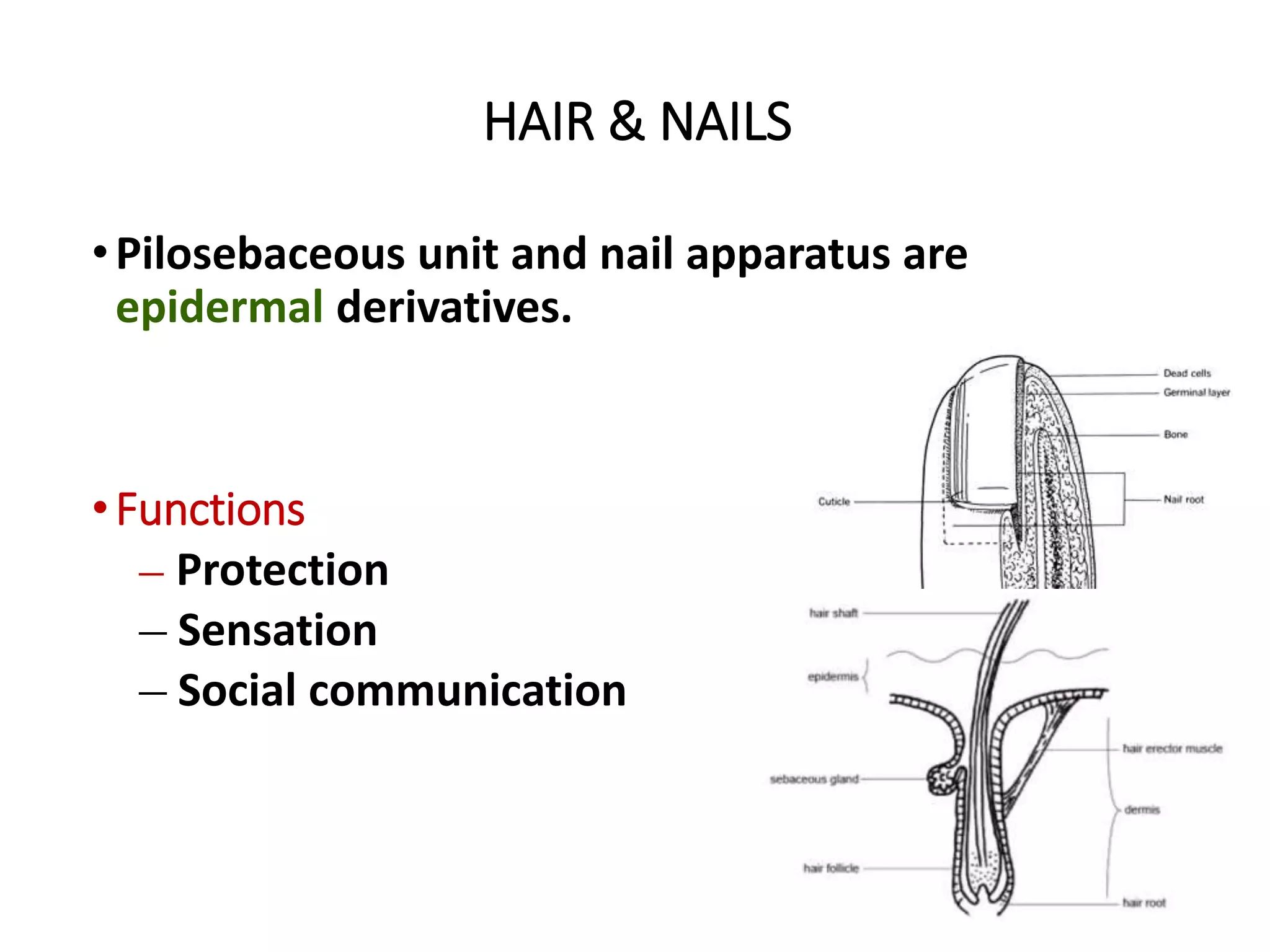 Biology of Hair and Nails.pptx