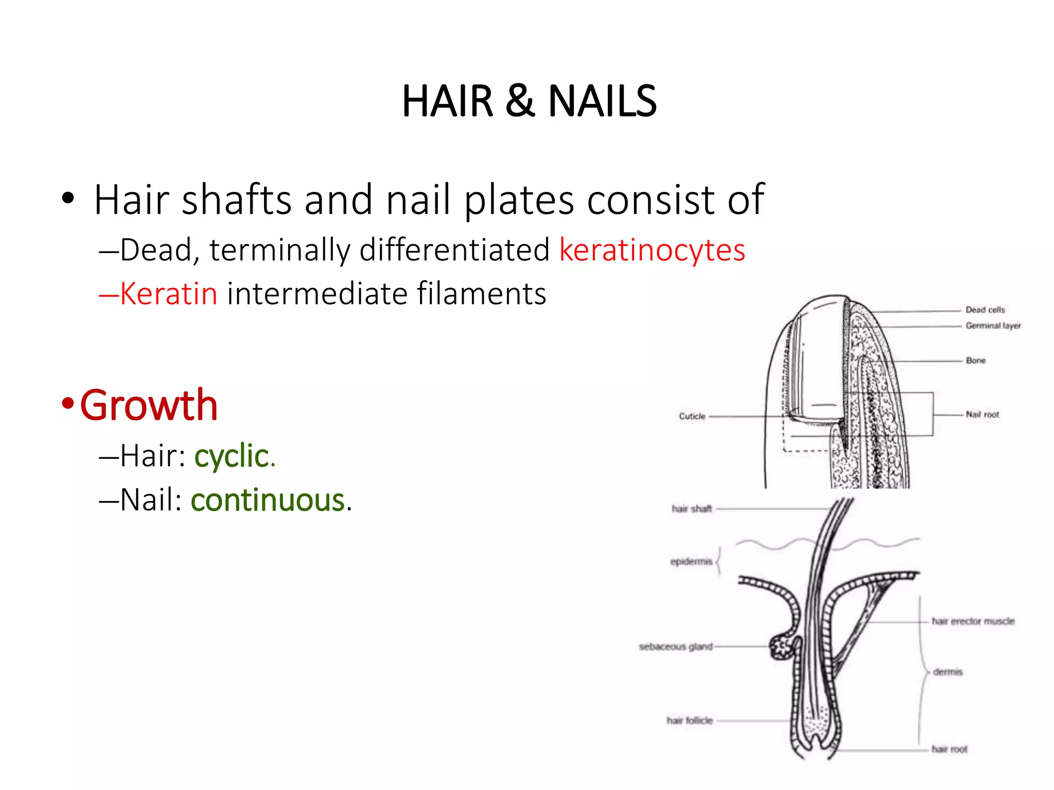 Biology of Hair and Nails.pptx