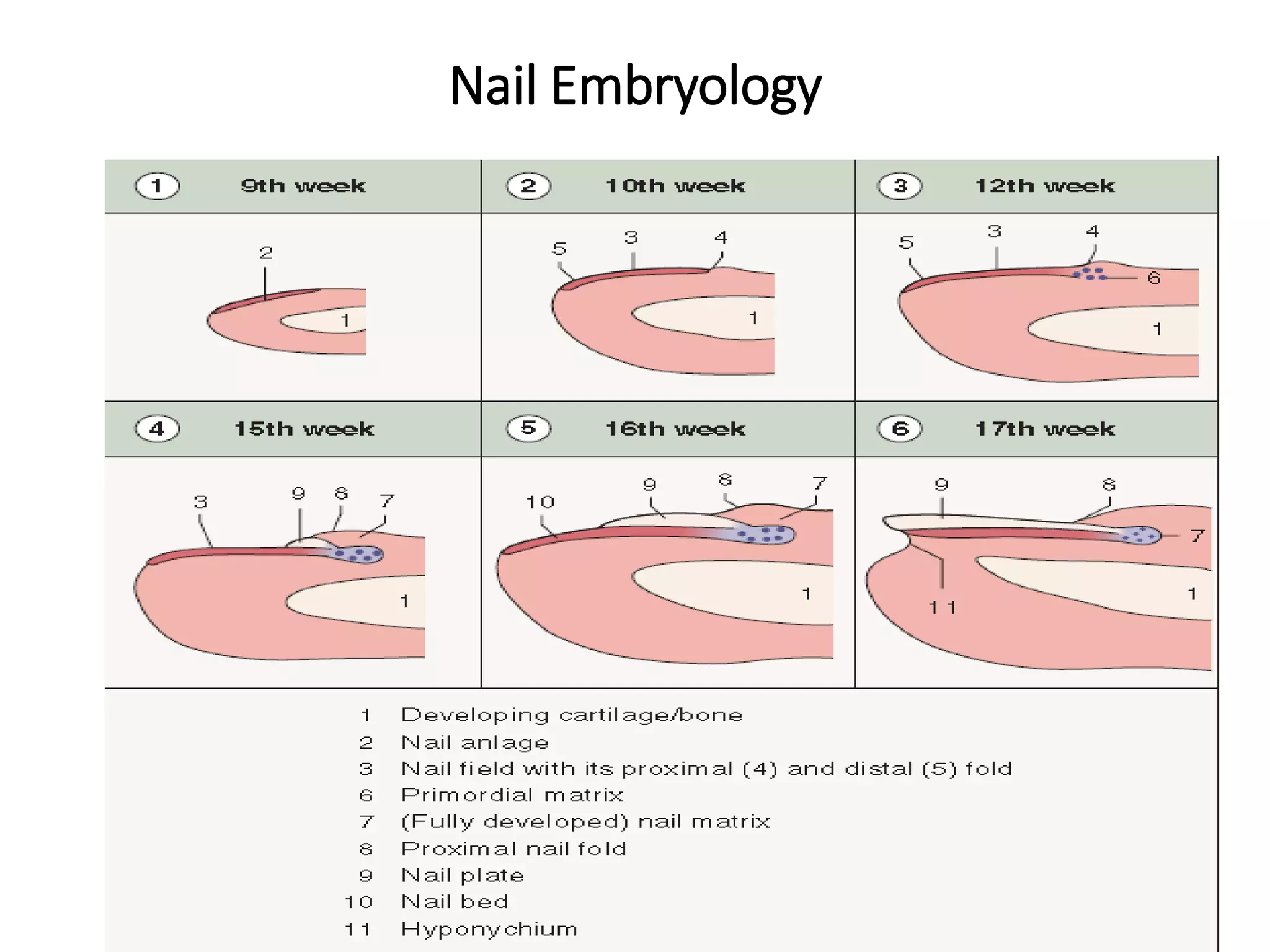 Biology of Hair and Nails.pptx
