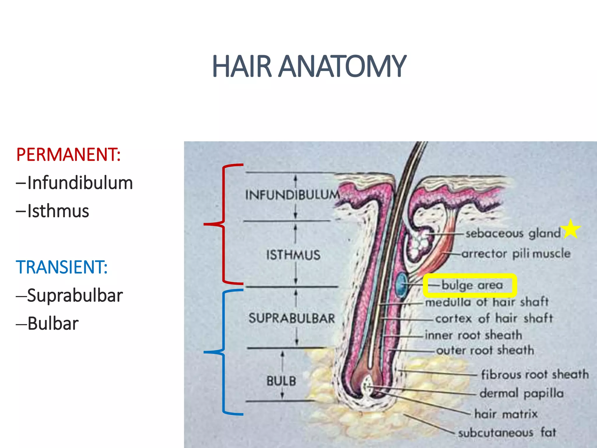 Biology of Hair and Nails.pptx