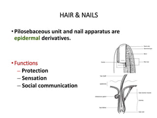 Biology of Hair and Nails.pptx