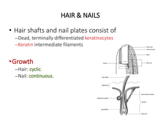 Biology of Hair and Nails.pptx