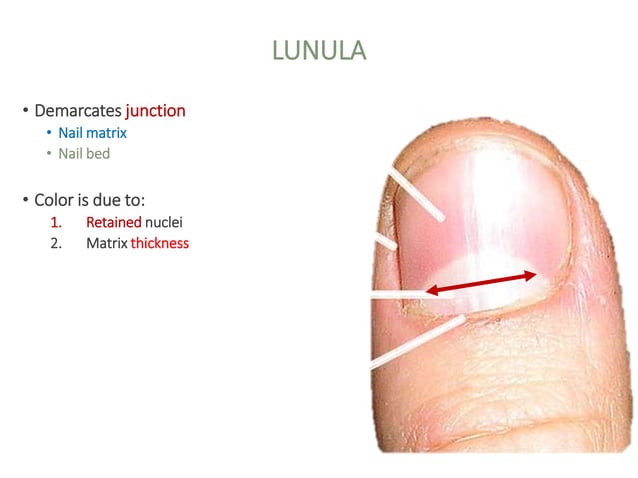 Biology of Hair and Nails.pptx | Nail Care | Beauty