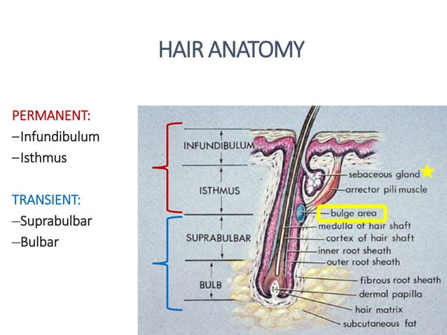 Biology of Hair and Nails.pptx | Nail Care | Beauty