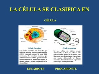 8º-BásicoCs-NaturalesPPT-La-Célula.pptx