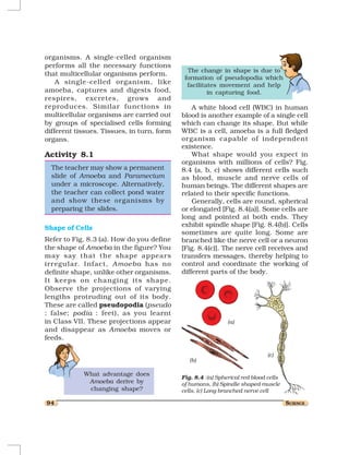 8 cell - structure and function | PDF