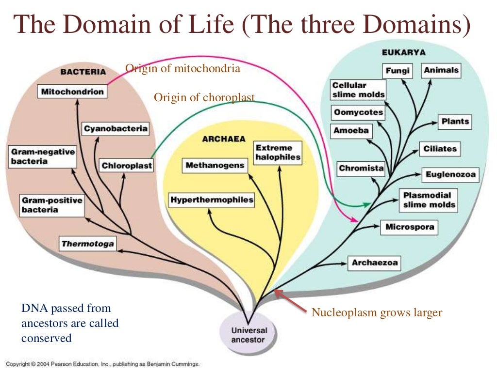 8 chapter 10 a survey of the microbial world