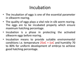 Silkworm Eggs Hatching