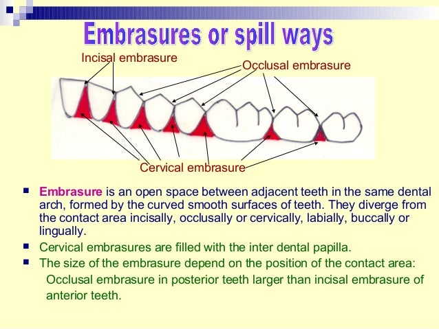 08. Chronology (CD) - Dentition
