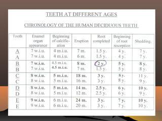 08. Chronology (Lecture) - Dentition | PPT