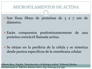 8. citoesqueleto | PPTX