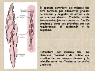 8. Contra Musc Lisa | PPT