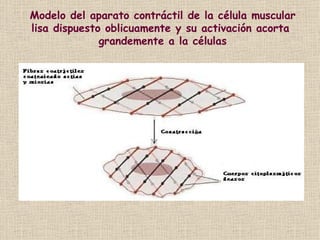 8. Contra Musc Lisa | PPT