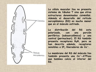 8. Contra Musc Lisa | PPT