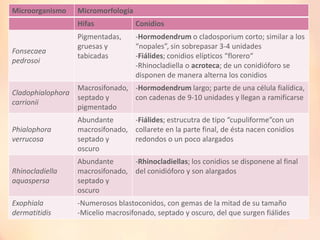 8.cromoblastomicosis | PPTX