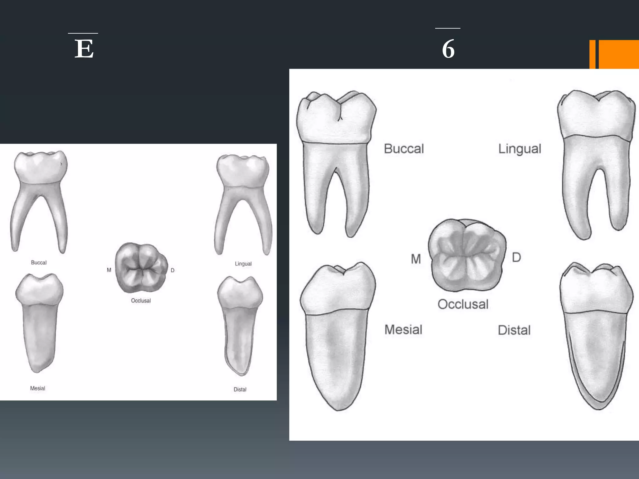 Deciduous teeth | PPTX