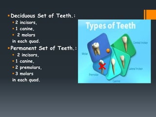 Deciduous teeth | PPTX