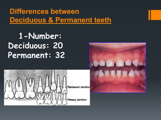 Deciduous teeth | PPTX | Dental Health | Diseases and Conditions