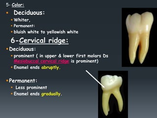 Deciduous teeth | PPT