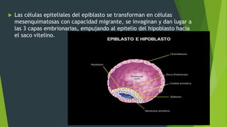 8 desarrollo embrionario | PPTX