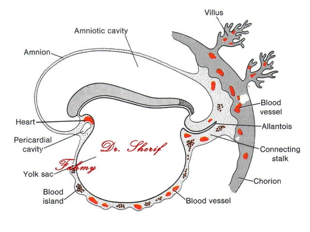 Development of Midgut (Special Embryology) | PPS