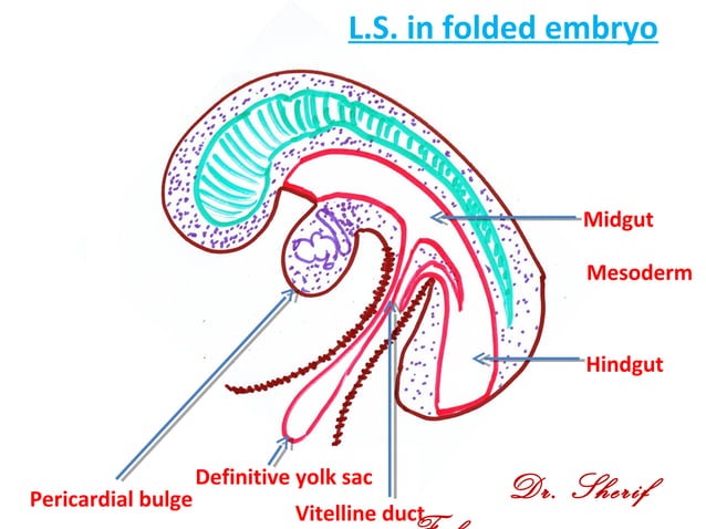 Development of Midgut (Special Embryology) | PPS